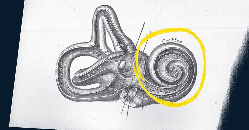 Fletcher-Munson Curves and How They Affect Your Mixes